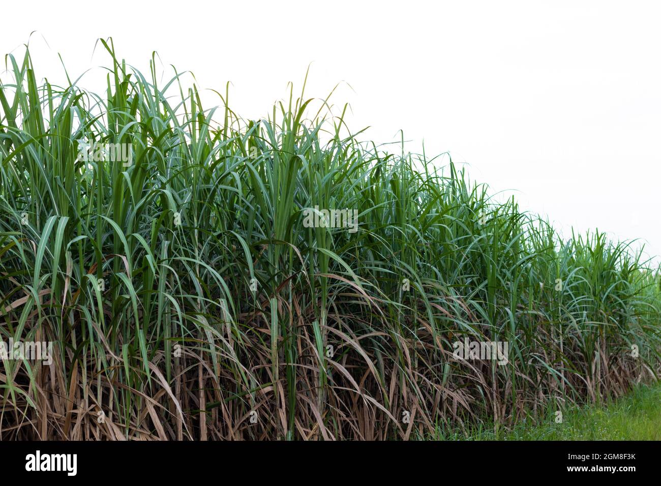 Sugar cane field isolated background Stock Photo - Alamy