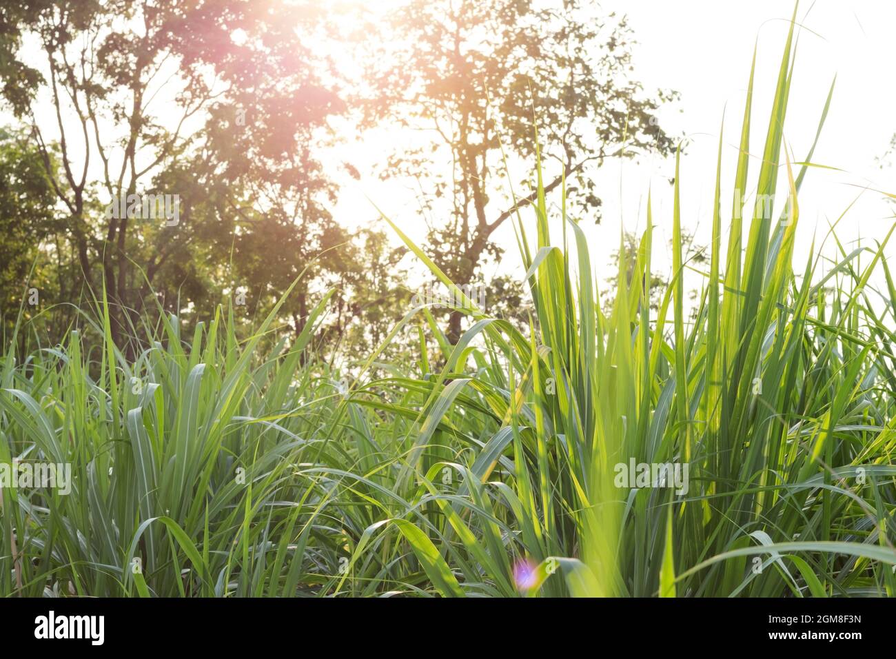 Sugar cane field with soft light Stock Photo - Alamy