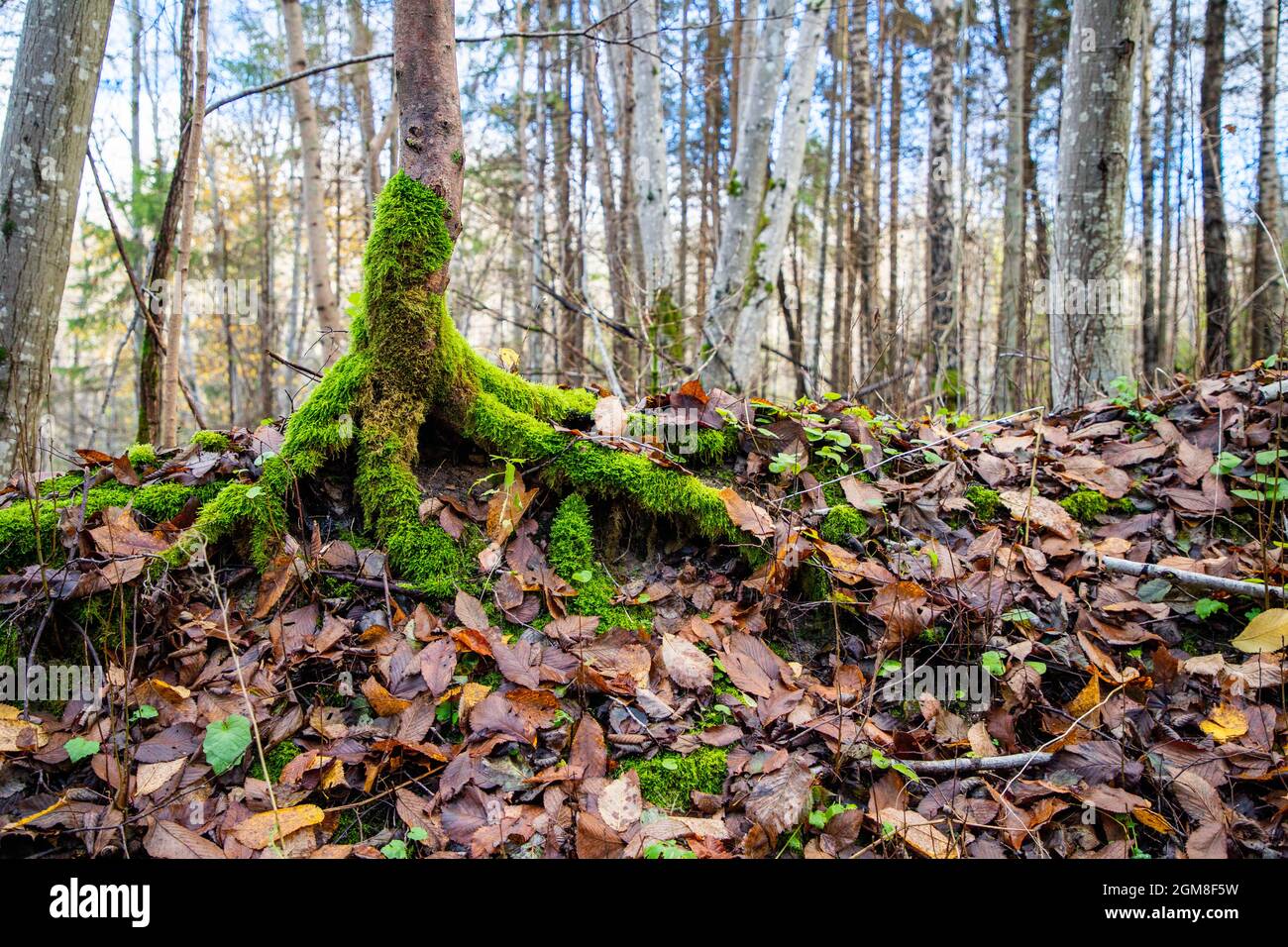 Landscape of tree with moss an autumn forest Stock Photo - Alamy