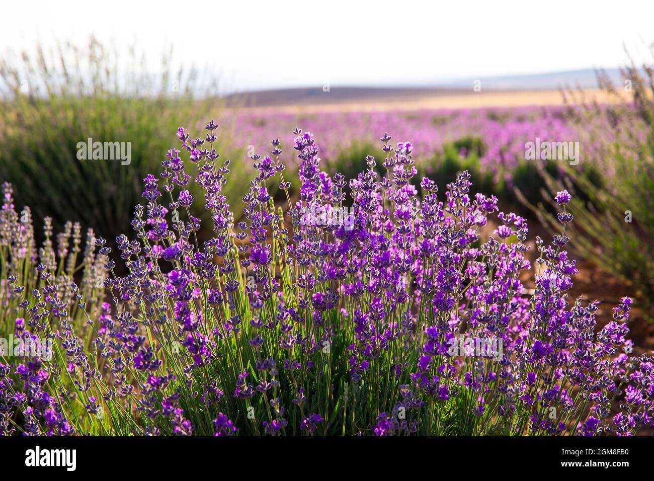 Lavender Field. Beautiful violet lavender flowers in the lavender ...