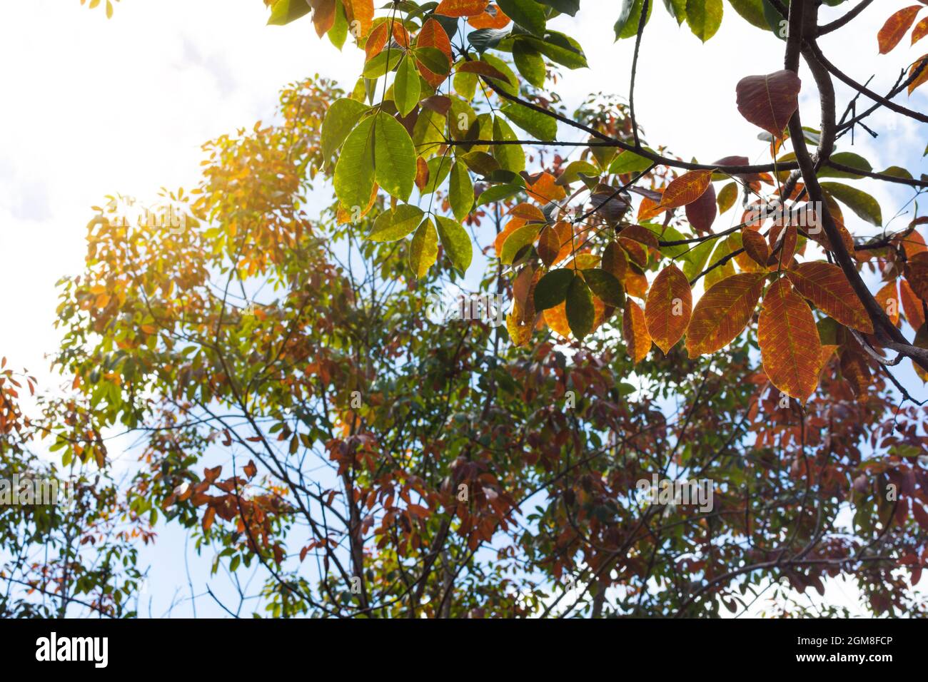 The leaves of the rubber trees are changing color Stock Photo - Alamy