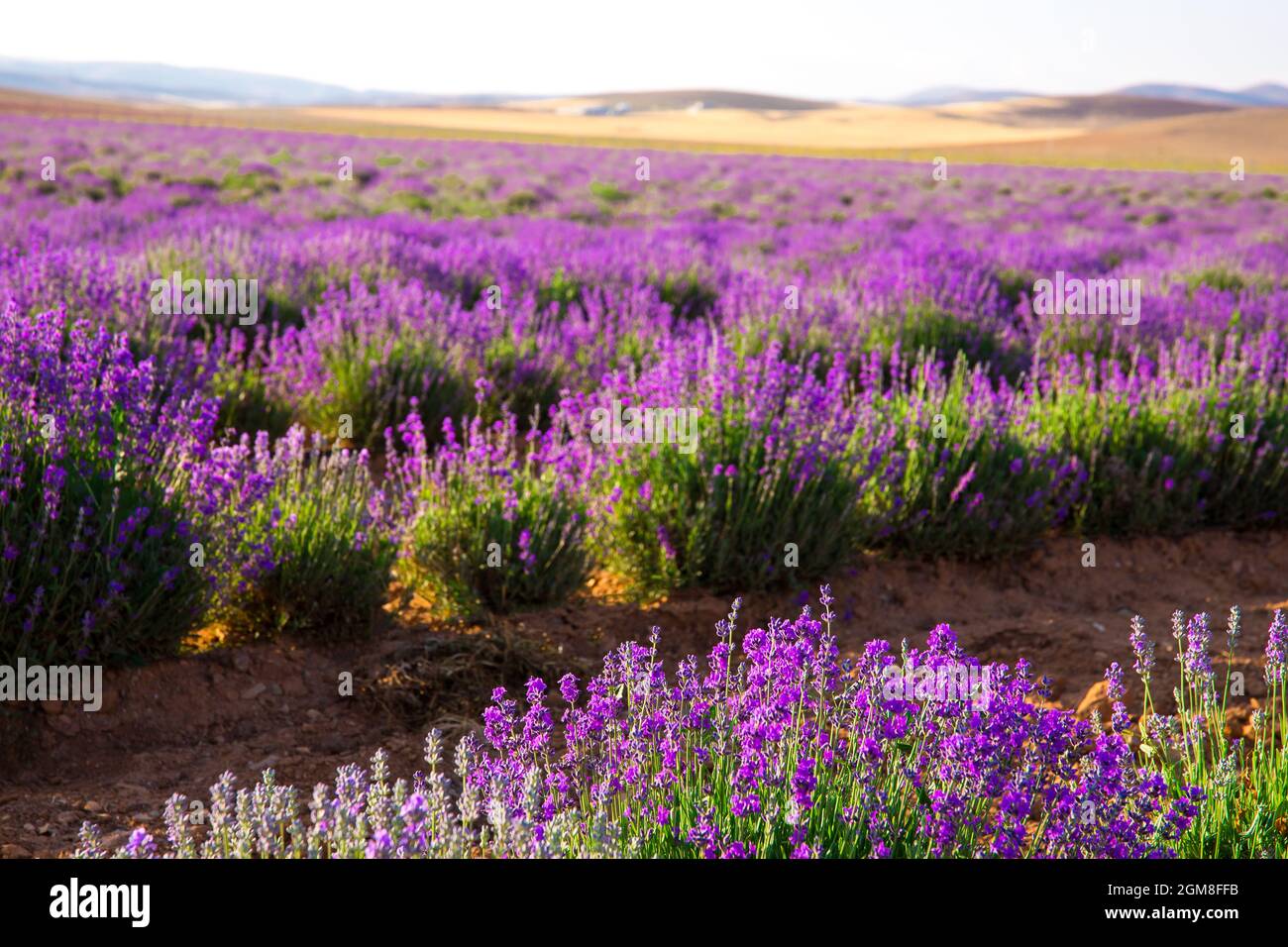 Lavender Field. Beautiful violet lavender flowers in the lavender ...