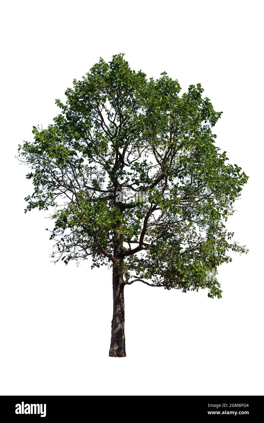 Tree isolated on white background. Tropical tree of Asia Stock Photo ...