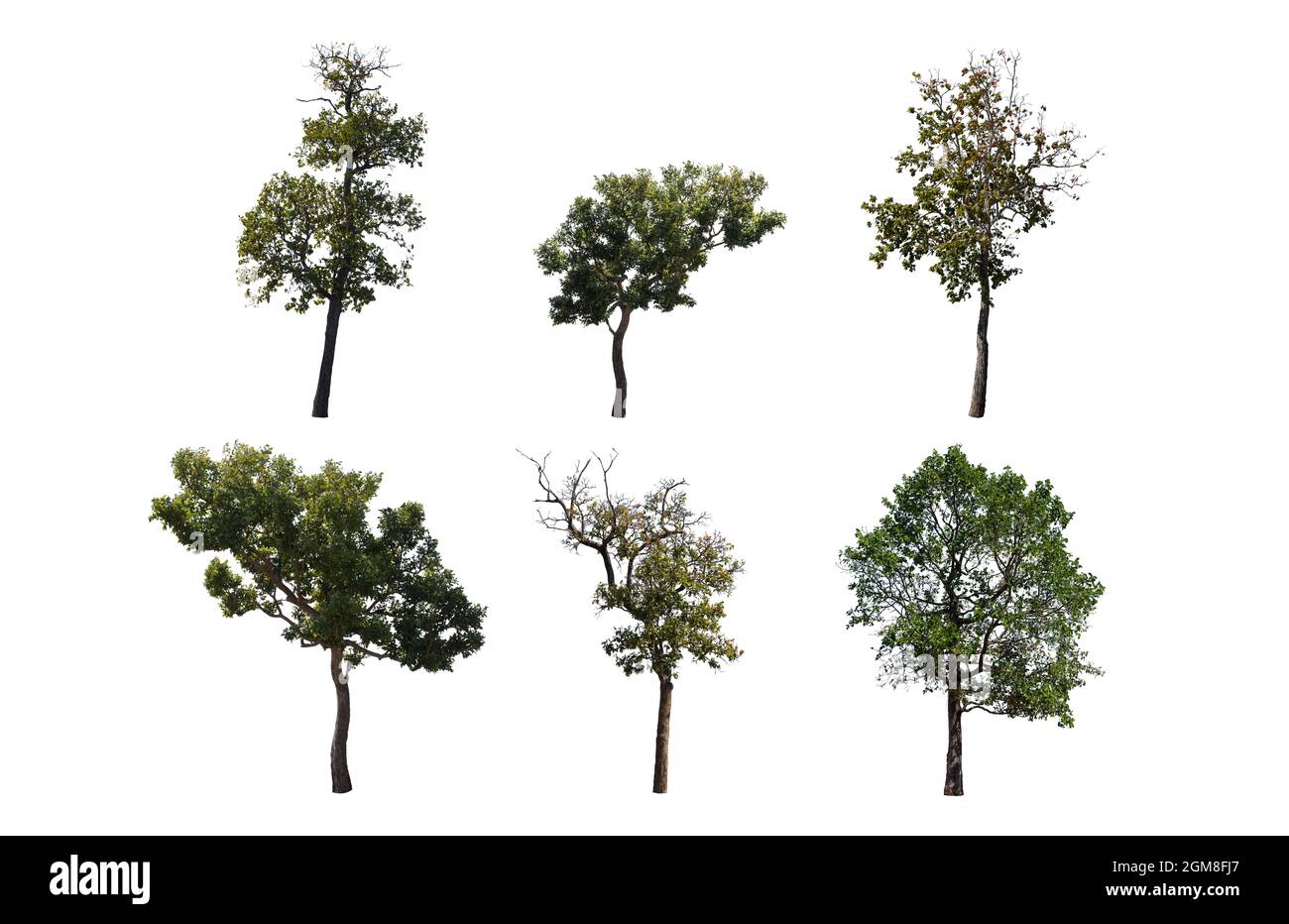 Tree collection isolated on white background. Tropical tree of Asia ...
