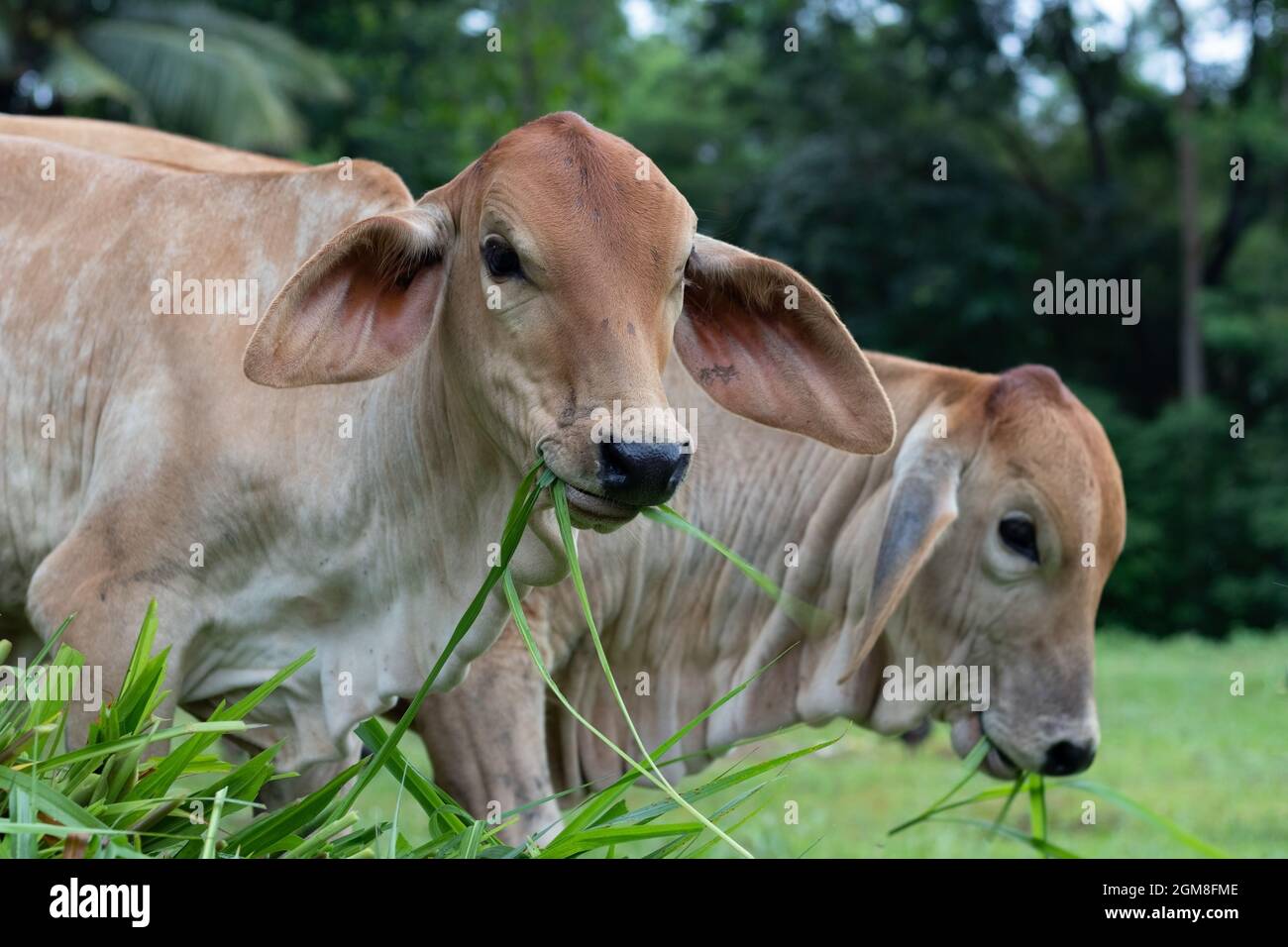 Detail cow eating grass hi-res stock photography and images - Alamy