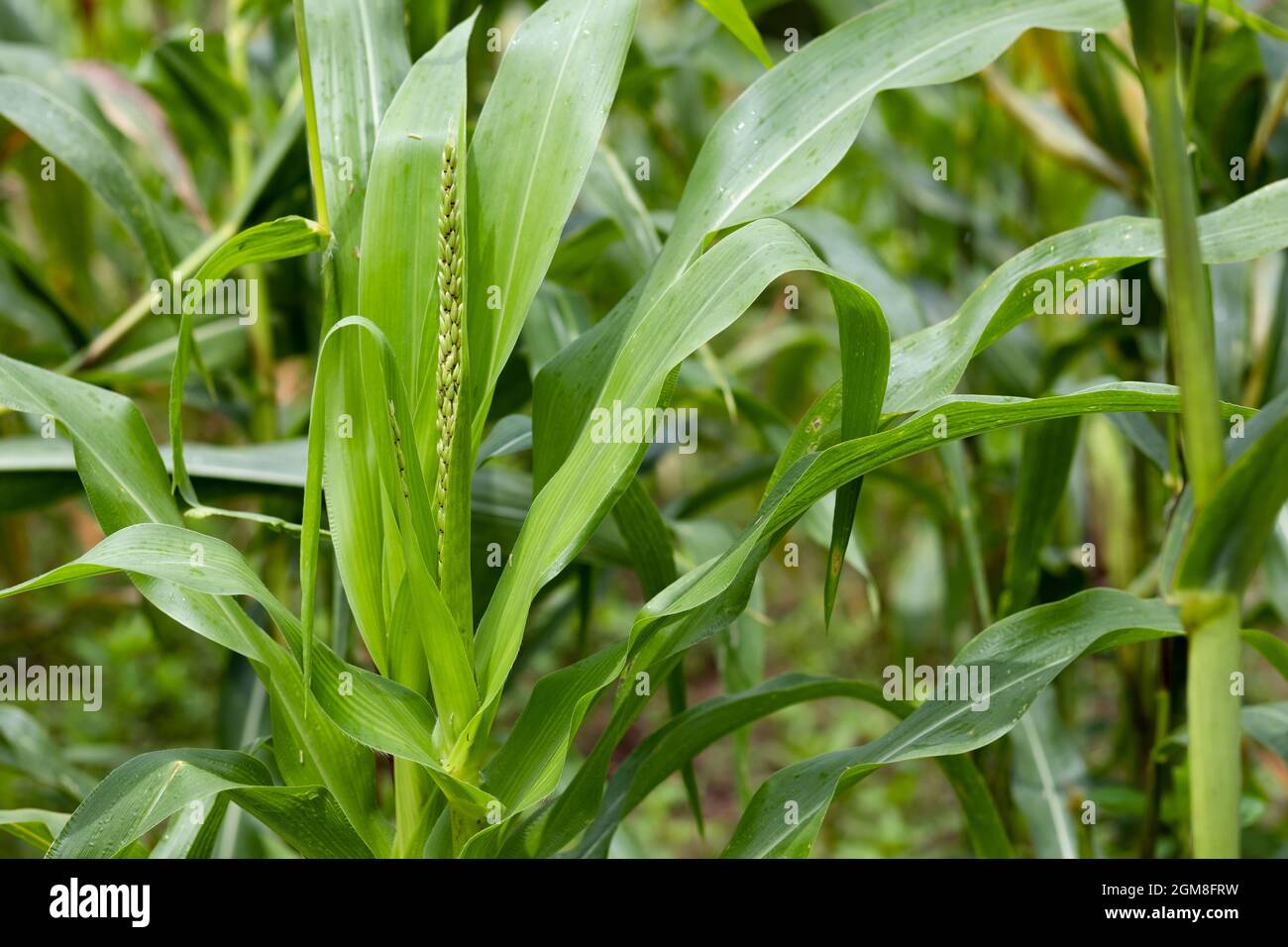 Corn flowers in garden. Young corn field at agriculture farm Stock ...