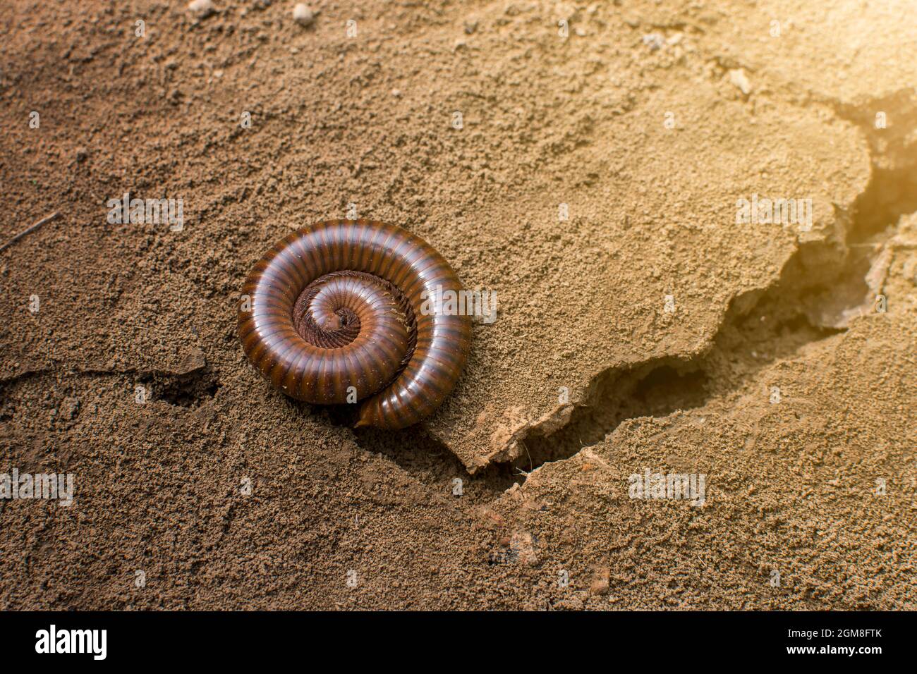 Squat millipede on cracked clay ground into the dry season Stock Photo ...