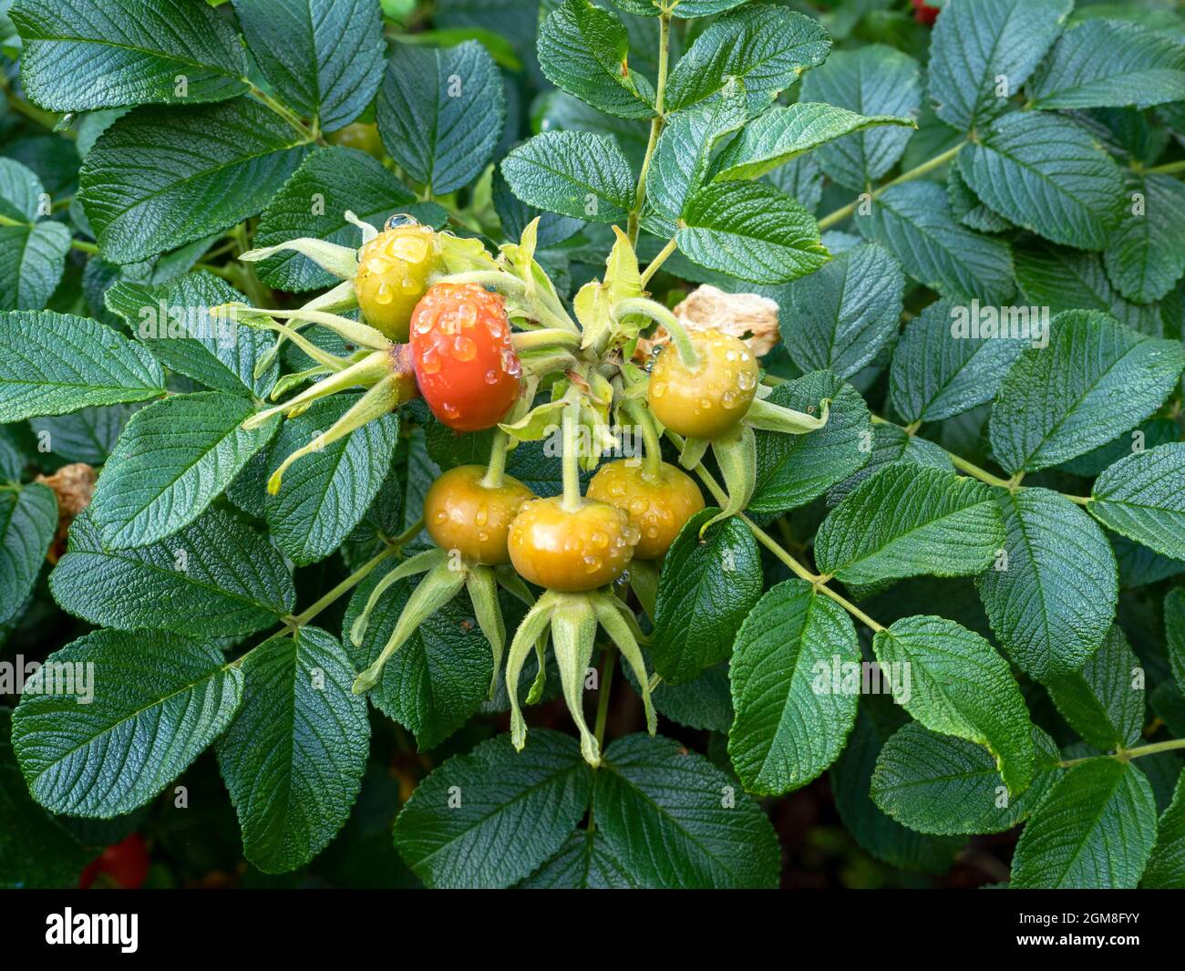 Rugosa rose hi-res stock photography and images - Alamy