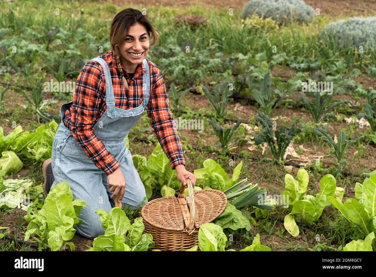 Latin female farmer harvesting lettuce and vegetables from garden ...