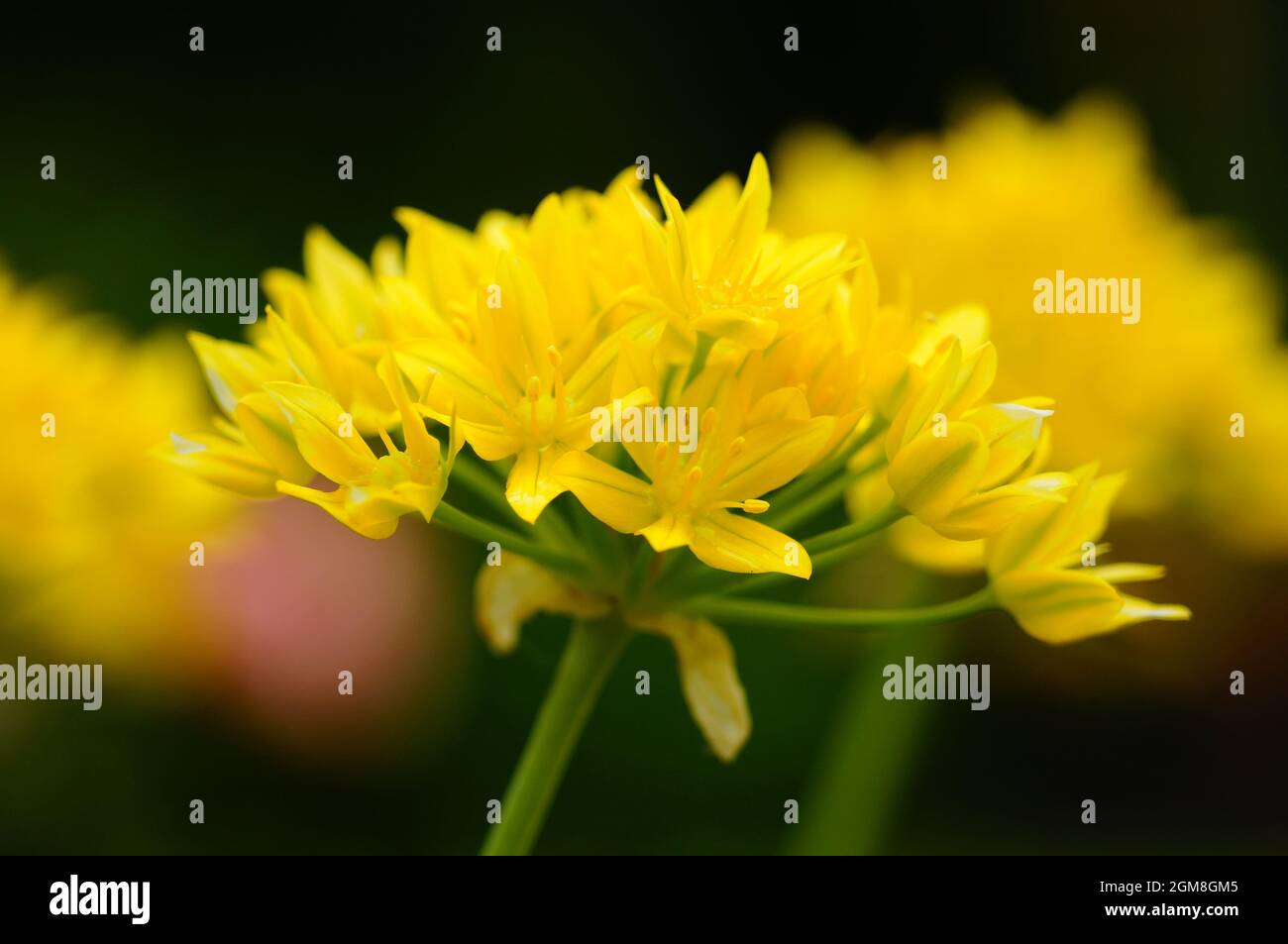 Allium moly golden garlic lily hi-res stock photography and images - Alamy