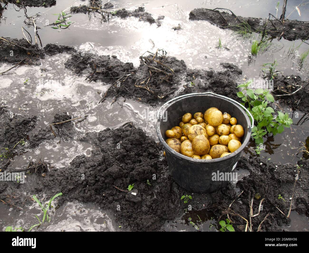 Patato harvest hi-res stock photography and images - Alamy