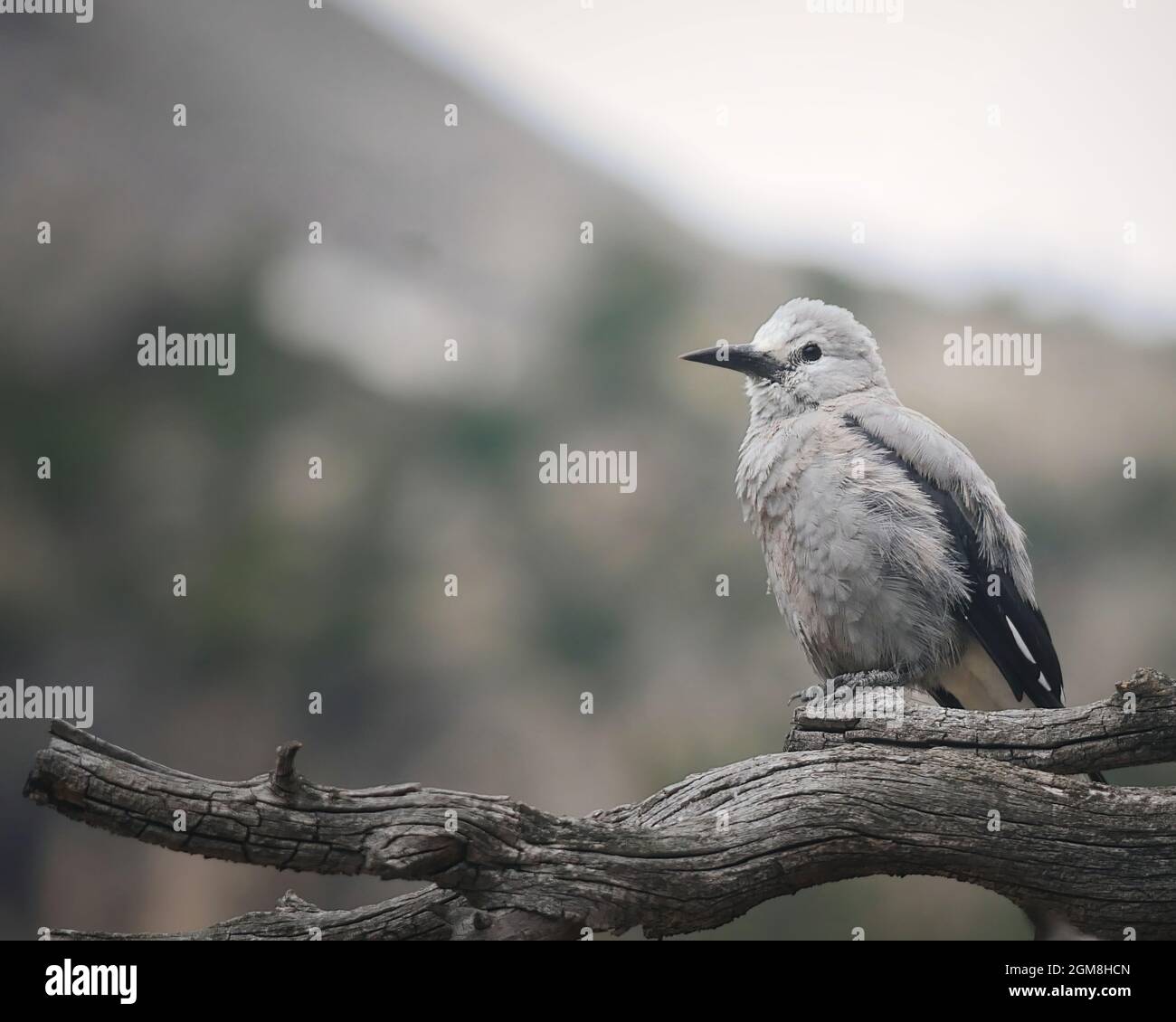 Selective focus of a young nutcracker bird perching on a dead tree ...