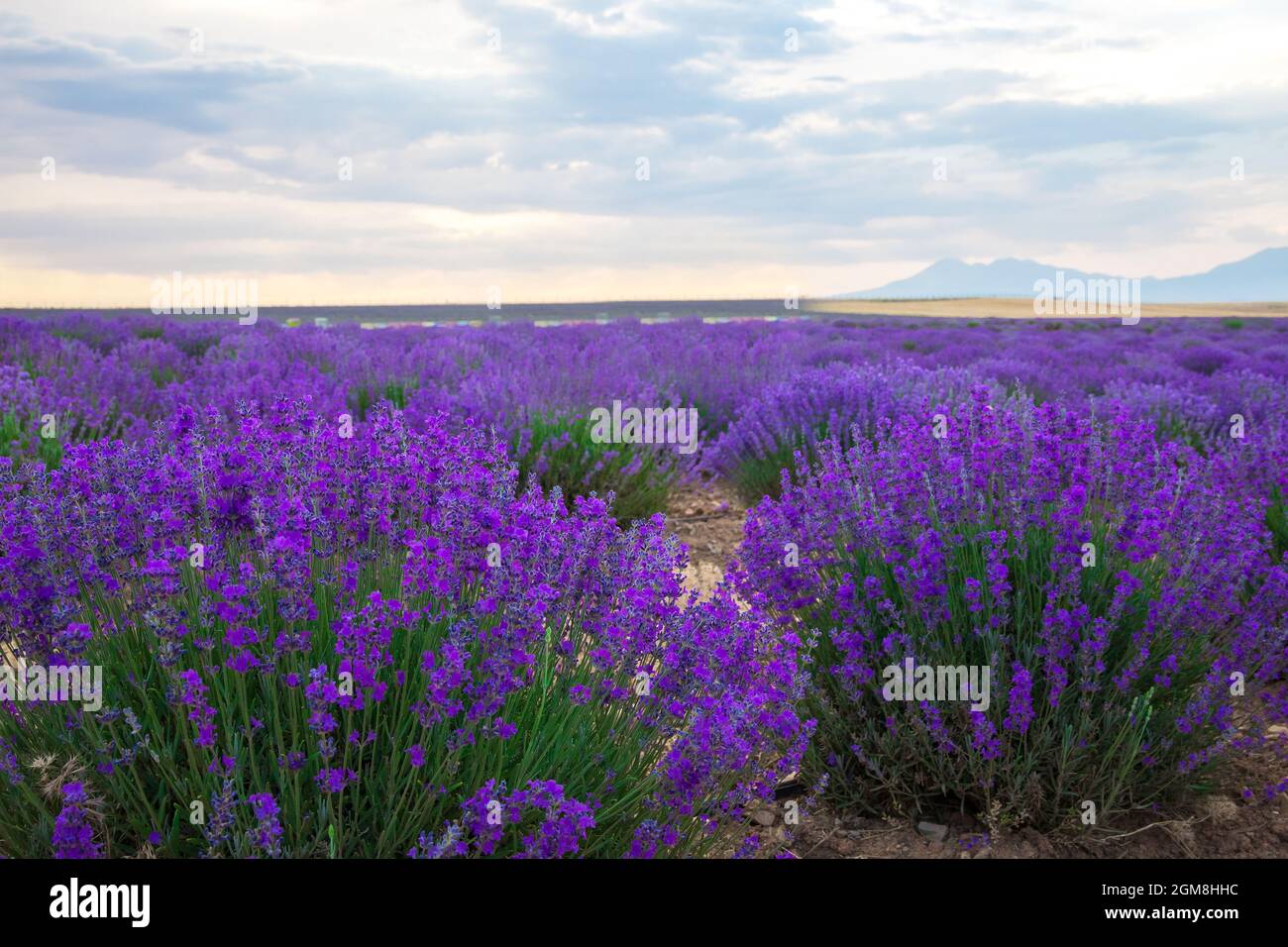 Lavender Field. Beautiful violet lavender flowers in the lavender ...
