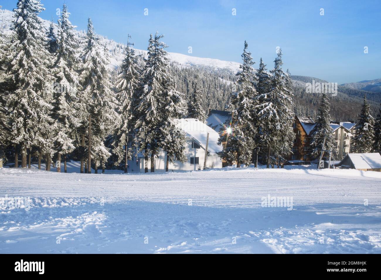 Beautiful winter landscape with tall snow-covered coniferous trees ...