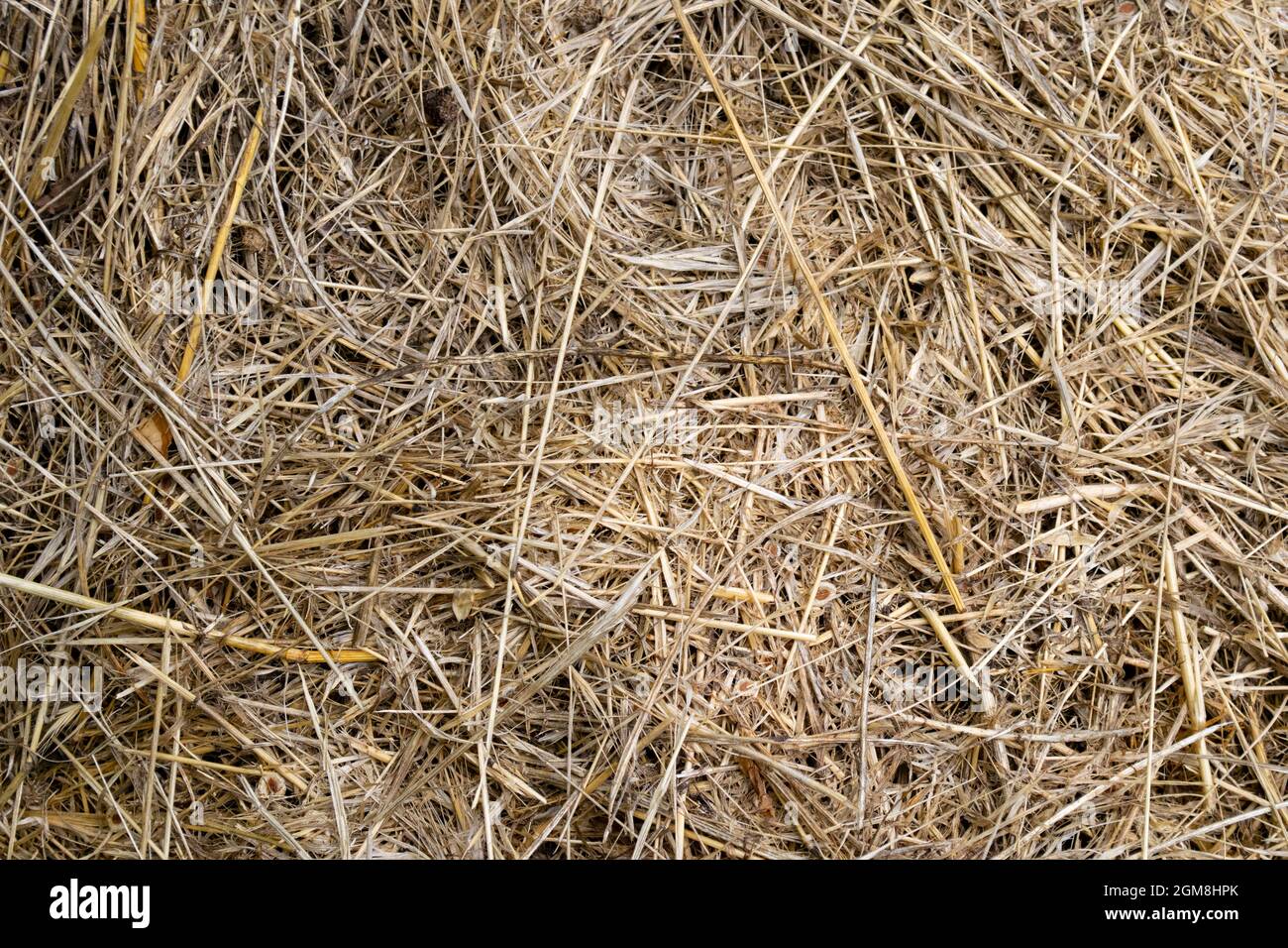 gold rice straw texture, hay background Stock Photo - Alamy