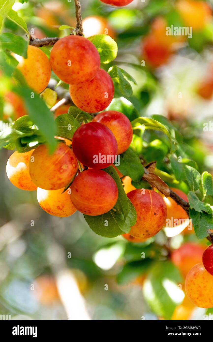Branch of plum tree full with fruits Stock Photo - Alamy