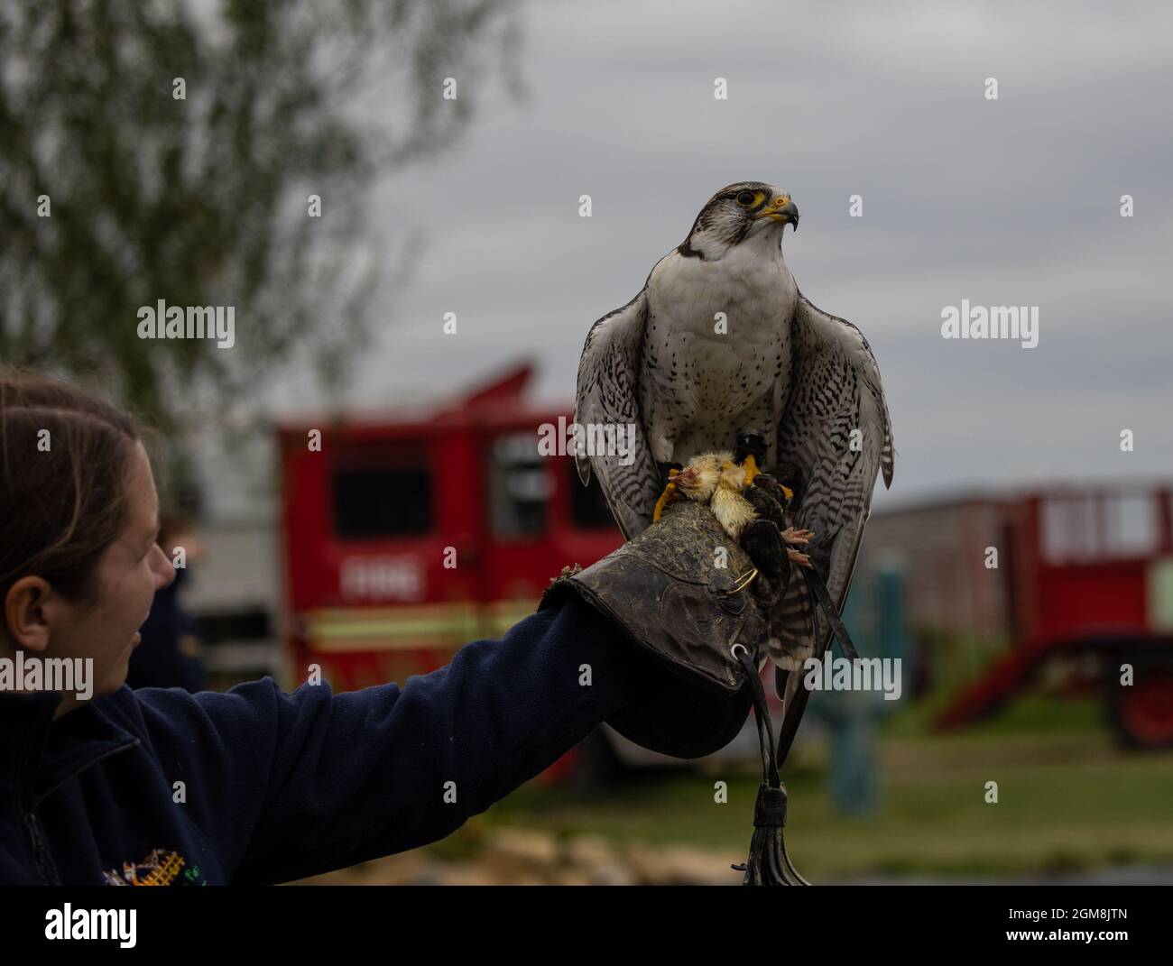 Falcon on arm hi-res stock photography and images - Alamy