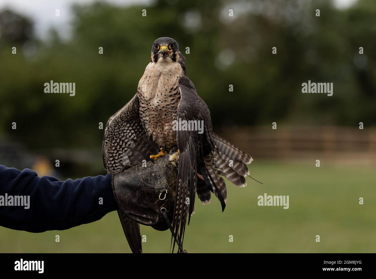 Falcon on arm hi-res stock photography and images - Alamy