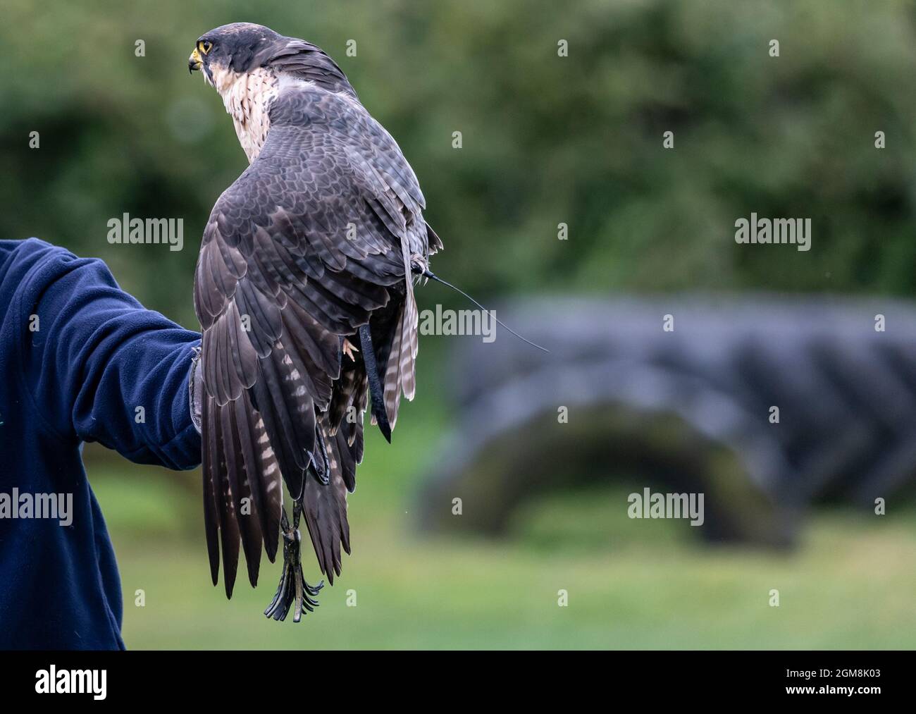 Falcon on arm hi-res stock photography and images - Alamy