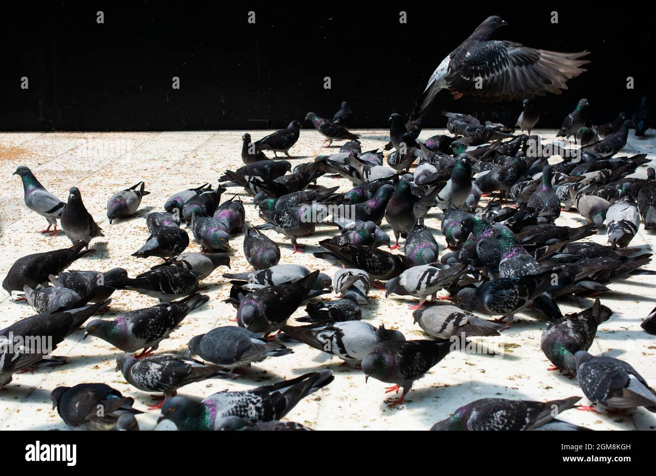 Dove nest group hi-res stock photography and images - Alamy