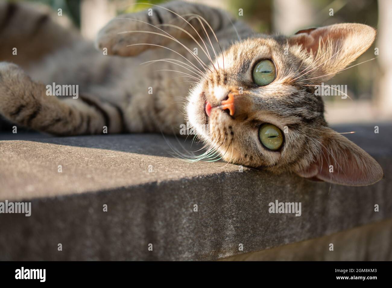 Closeup shot of a lying cat Stock Photo - Alamy