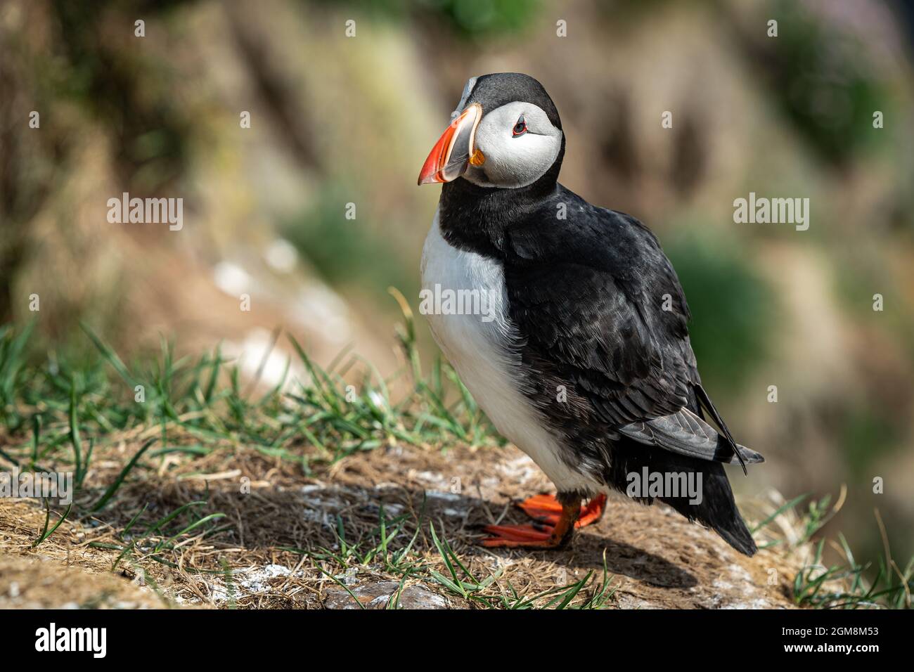 Atlantic puffin in the water hi-res stock photography and images - Alamy