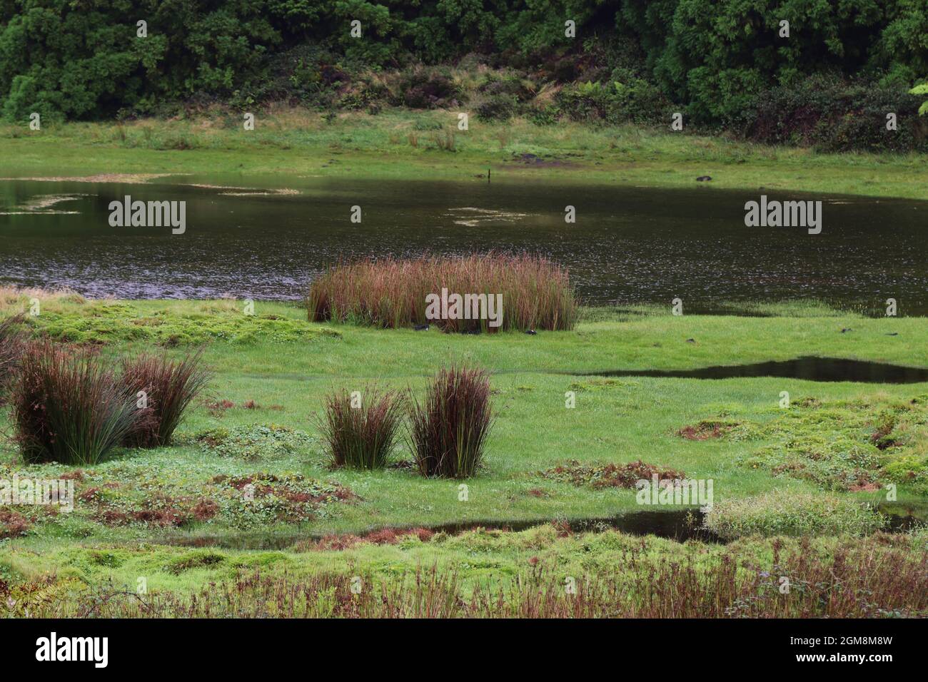 Lagoa do Negro, Terceira island, Azores Stock Photo - Alamy
