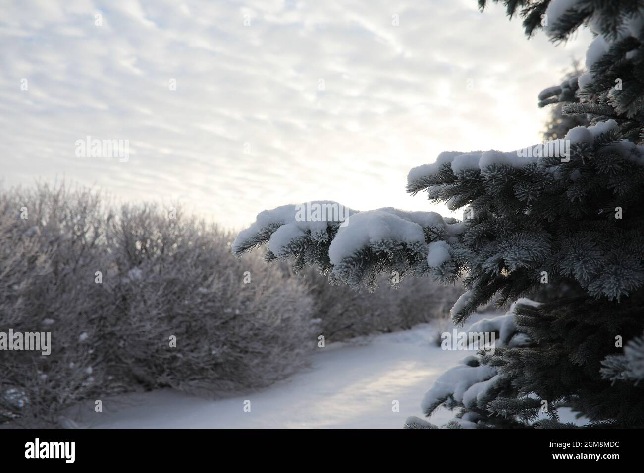 Winter Park. Landscape in snowy weather. January day Stock Photo - Alamy