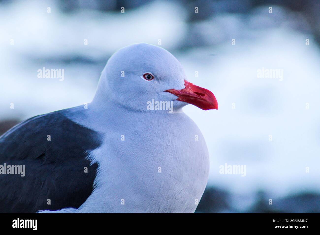 Selective focus shot of a seagull body and head with red beak Stock ...