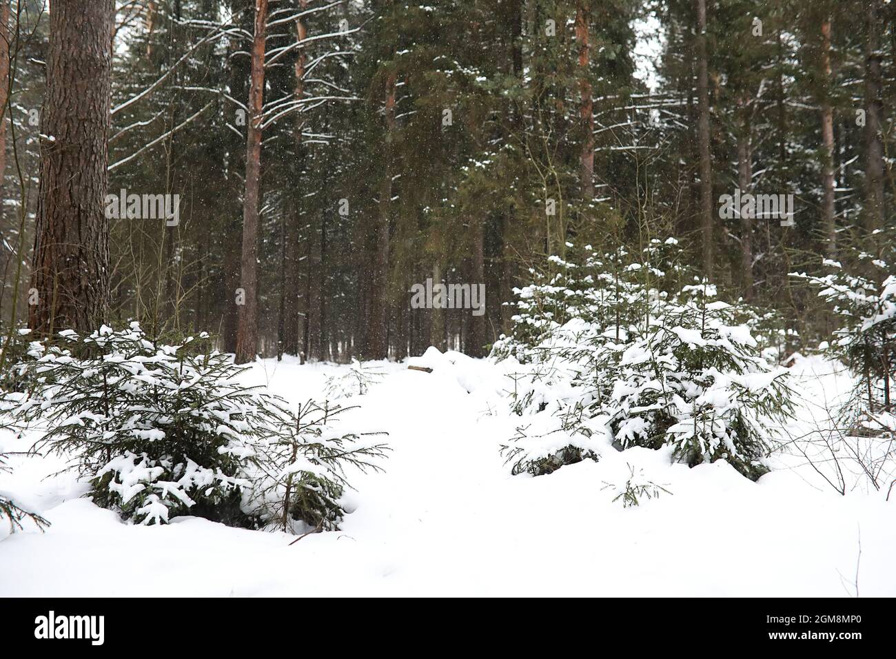 Winter landscape of country fields and roads in the snow Stock Photo ...