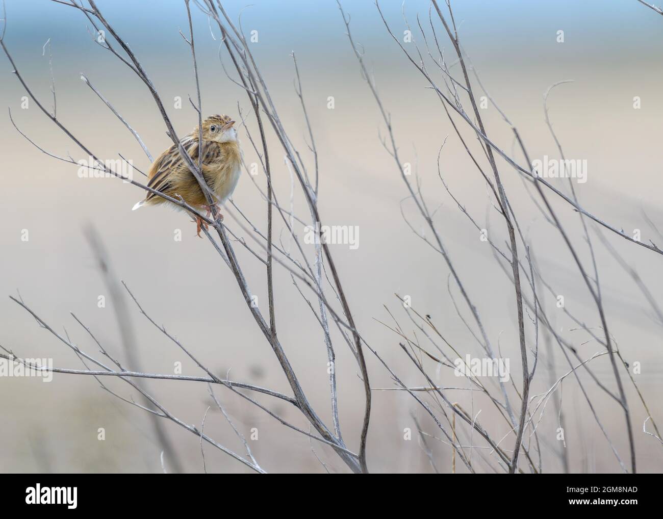 Birds With No Tail Feathers