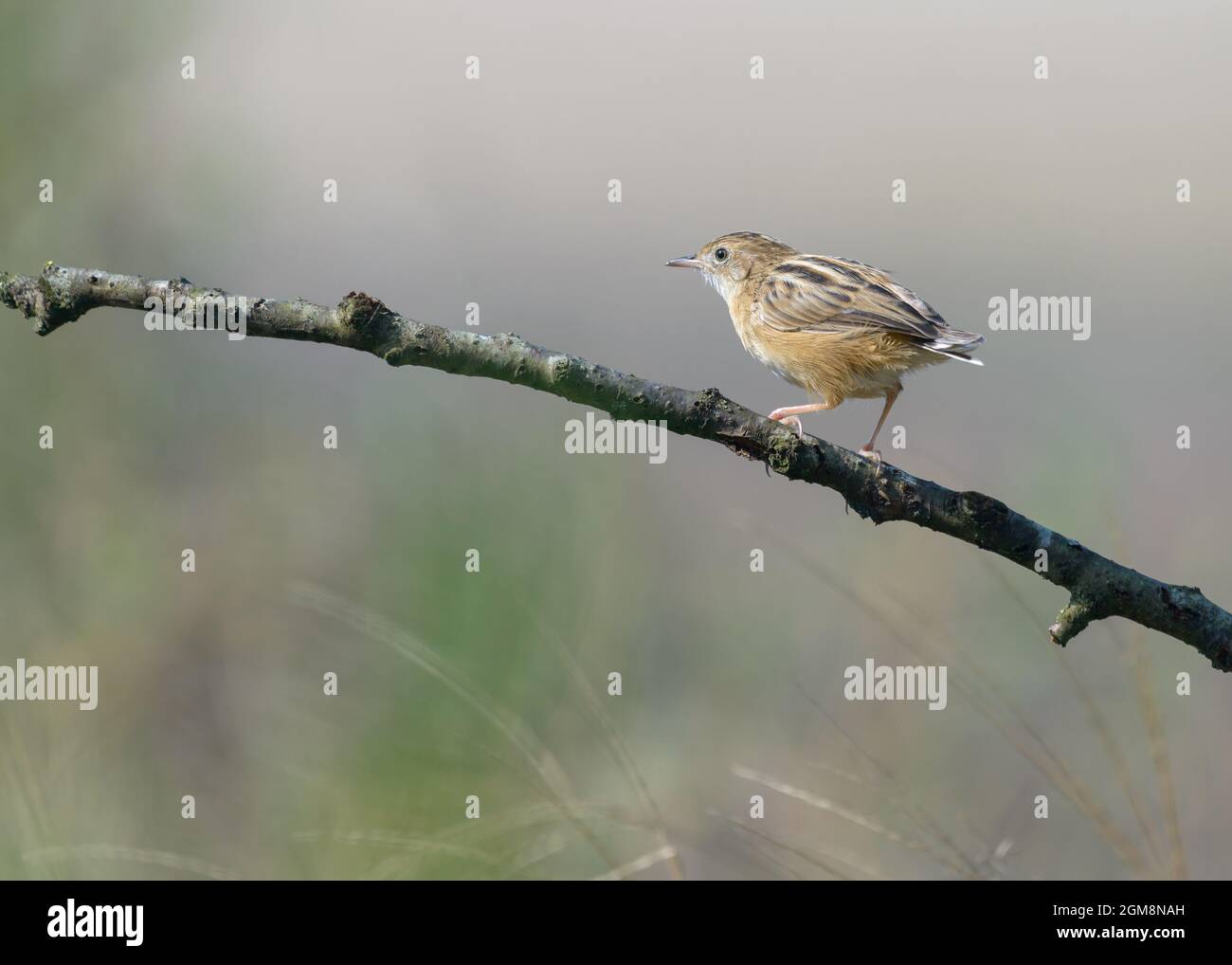 Zitting cisticola (Cisticola juncidis) young bird walking on branch in ...