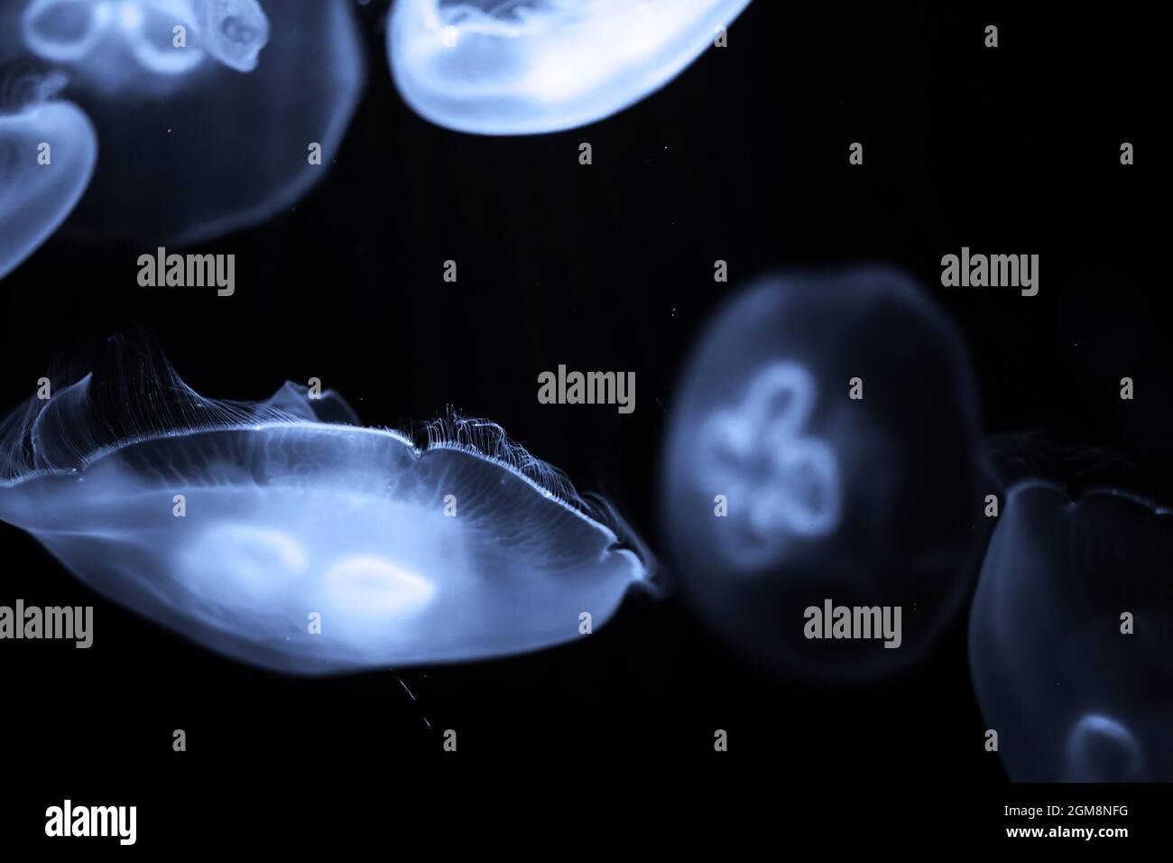 Many blue jellyfish float under water macro shooting Stock Photo - Alamy