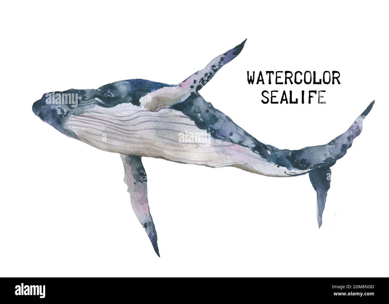 Watercolor illustration of a big blue whale. Hand drawn realistic ...