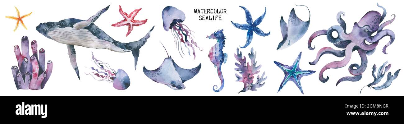Sea Life Watercolor ocean animals set. isolated objects, illustrstion ...