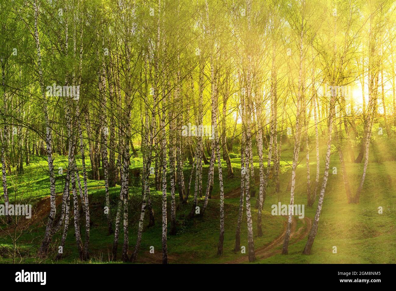 Sunrise or sunset in a spring birch grove with young green foliage and ...
