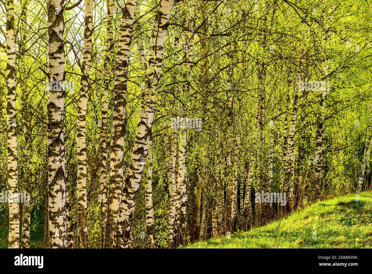 Spring birch forest with young green leaves glowing in the sun Stock ...
