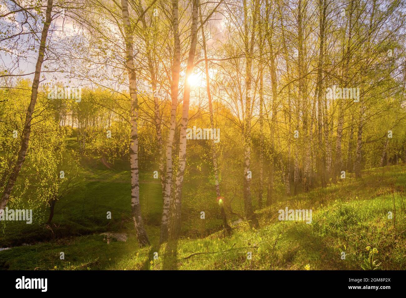 Sunrise or sunset in a spring birch grove with young green foliage and ...