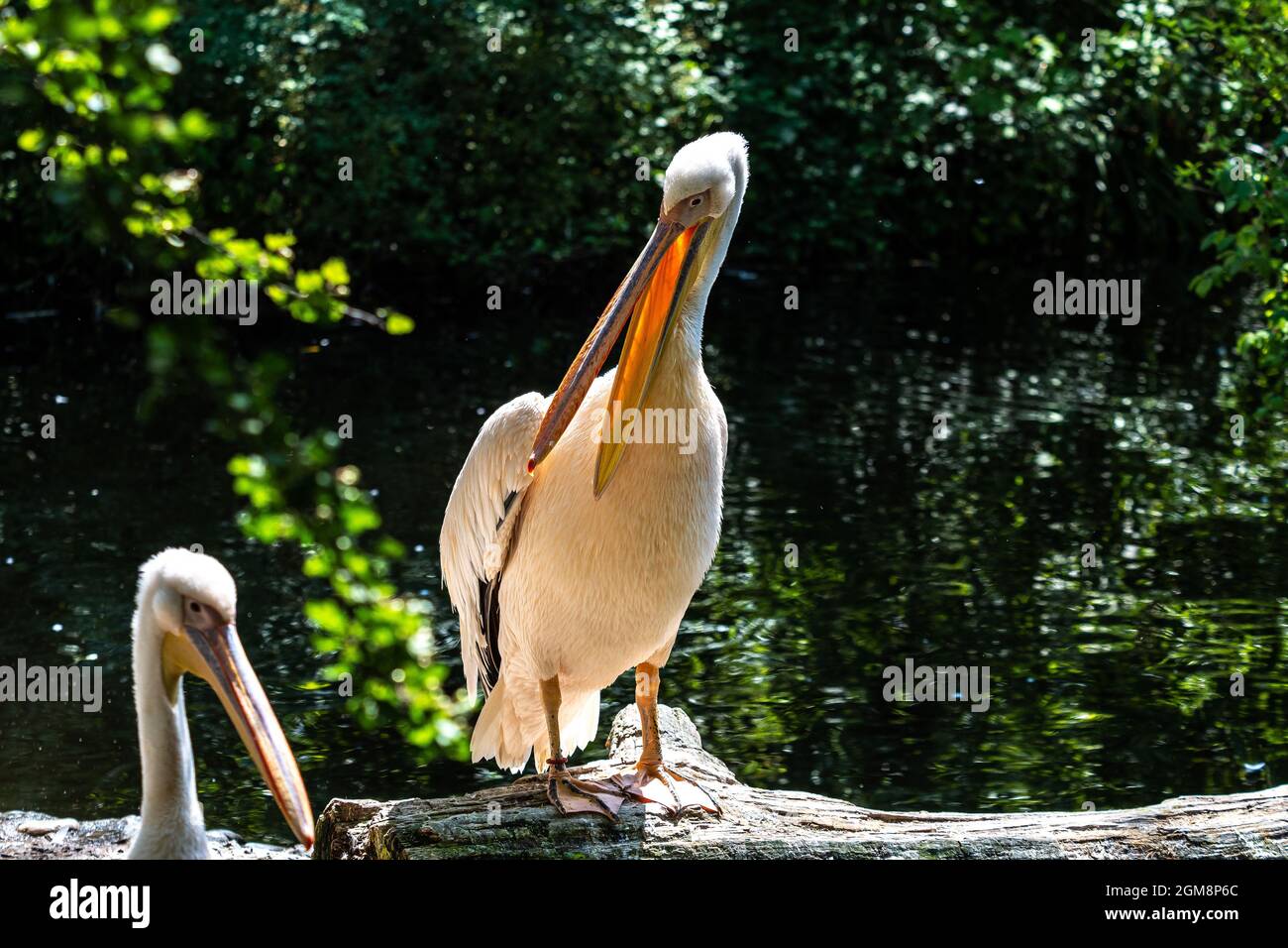 The Great White Pelican, Pelecanus onocrotalus also known as the rosy ...