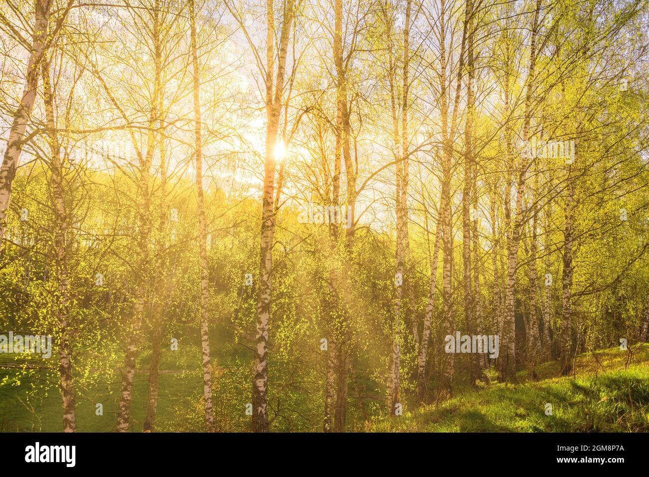 Sunrise or sunset in a spring birch grove with young green foliage and ...