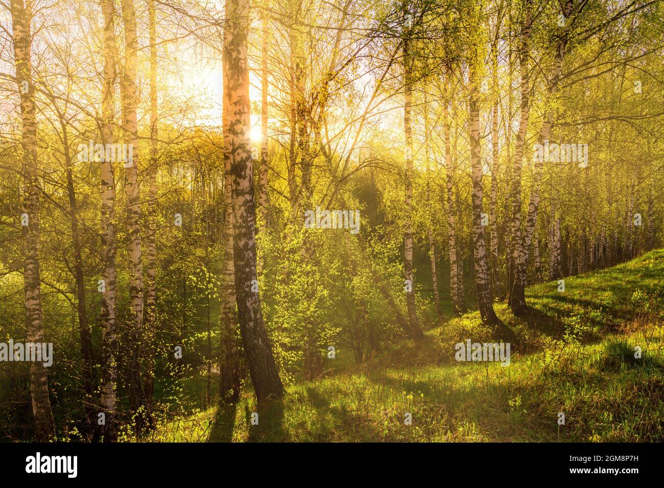 Sunrise or sunset in a spring birch grove with young green foliage and ...