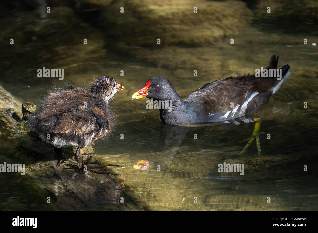 The common moorhen Gallinula chloropus also known as the waterhen, the ...