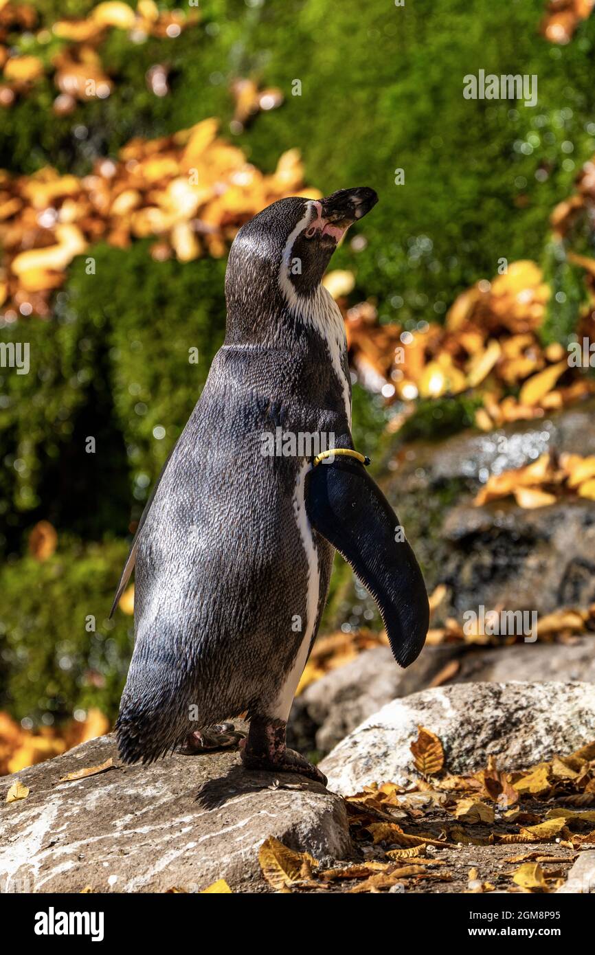 The Humboldt Penguin, Spheniscus humboldti also termed Peruvian penguin ...