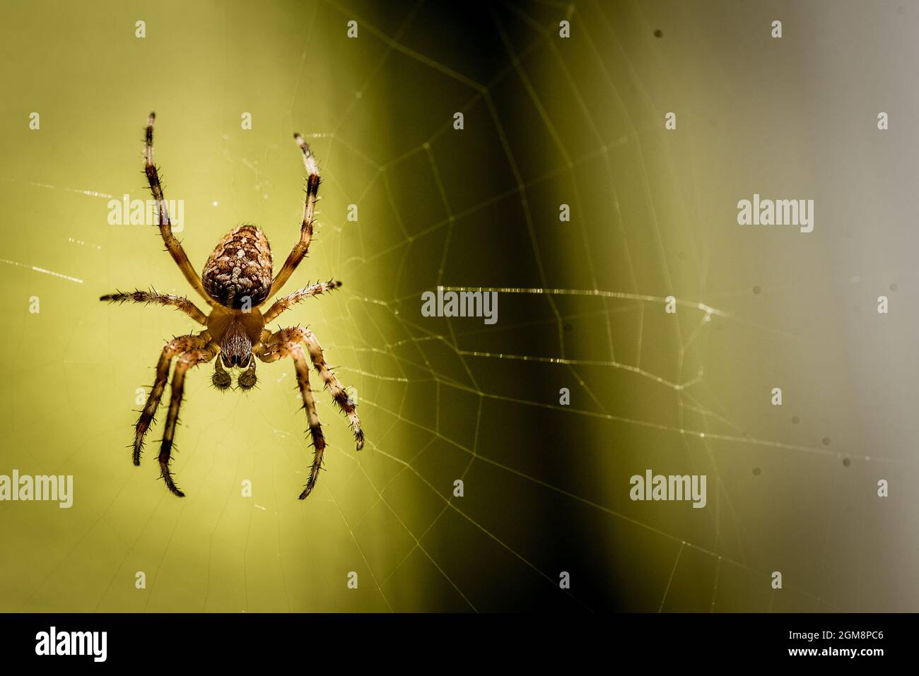 spider in net Stock Photo - Alamy