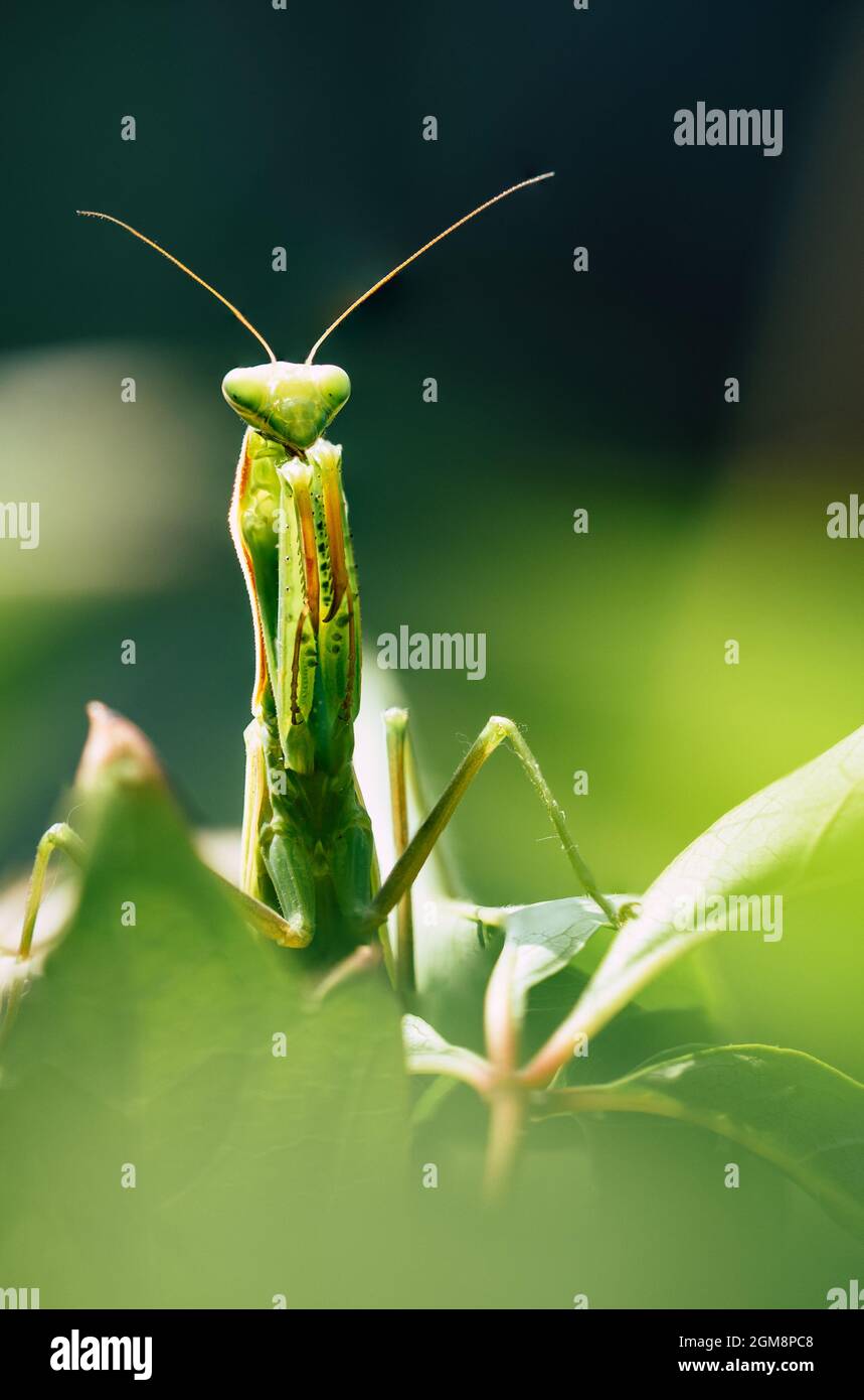 Mantis closeup hi-res stock photography and images - Alamy