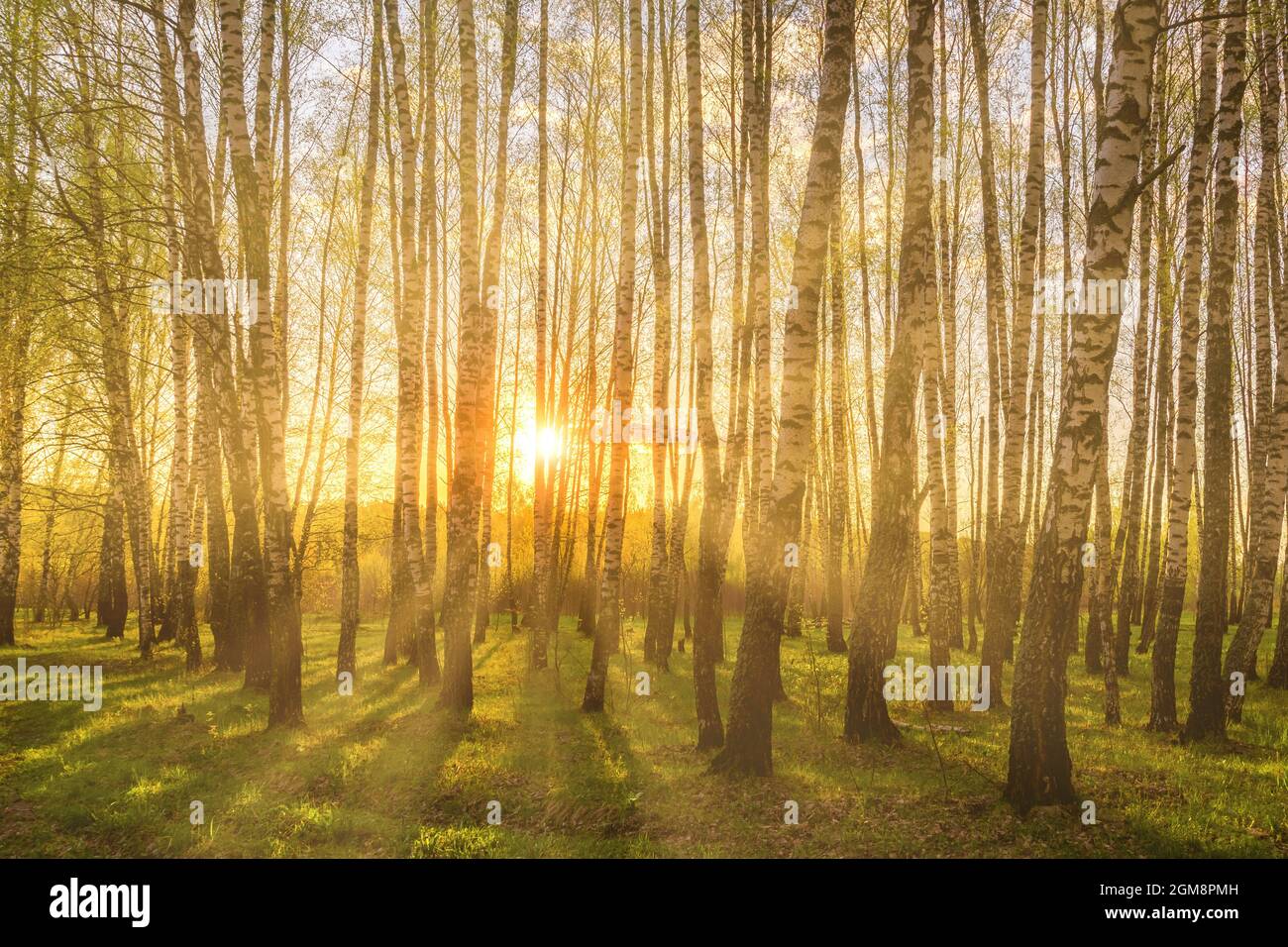 Sunrise or sunset in a spring birch grove with young green foliage and ...
