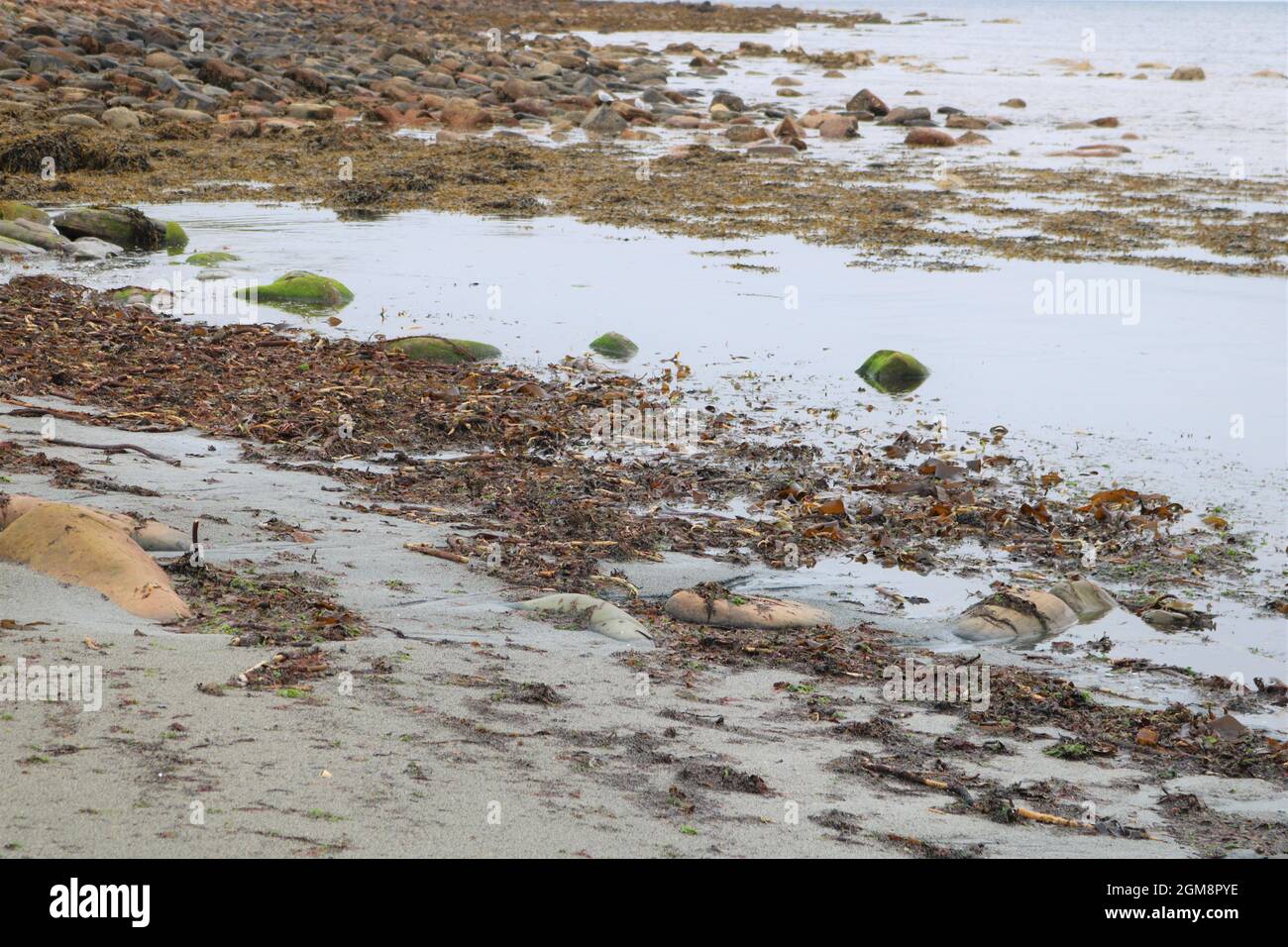 Rock pool on beach with seaweed Stock Photo - Alamy