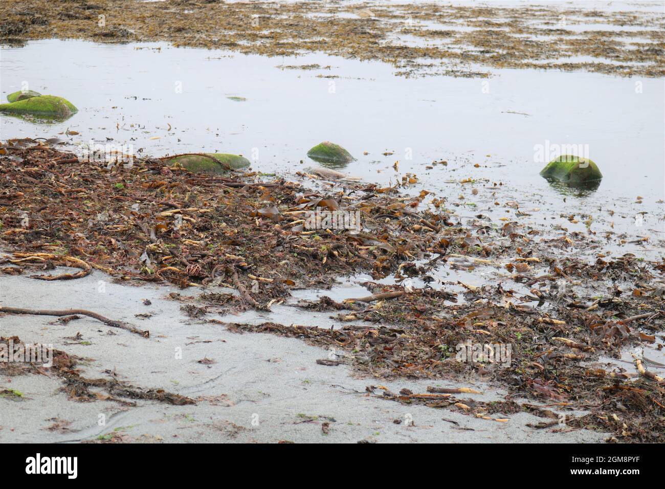 Rock pool on beach with seaweed Stock Photo - Alamy