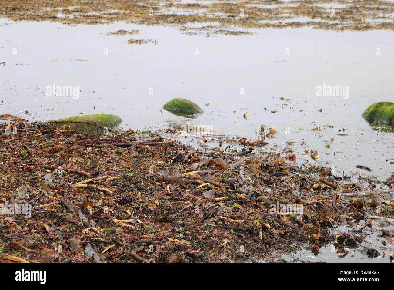 Rock pool on beach with seaweed Stock Photo - Alamy