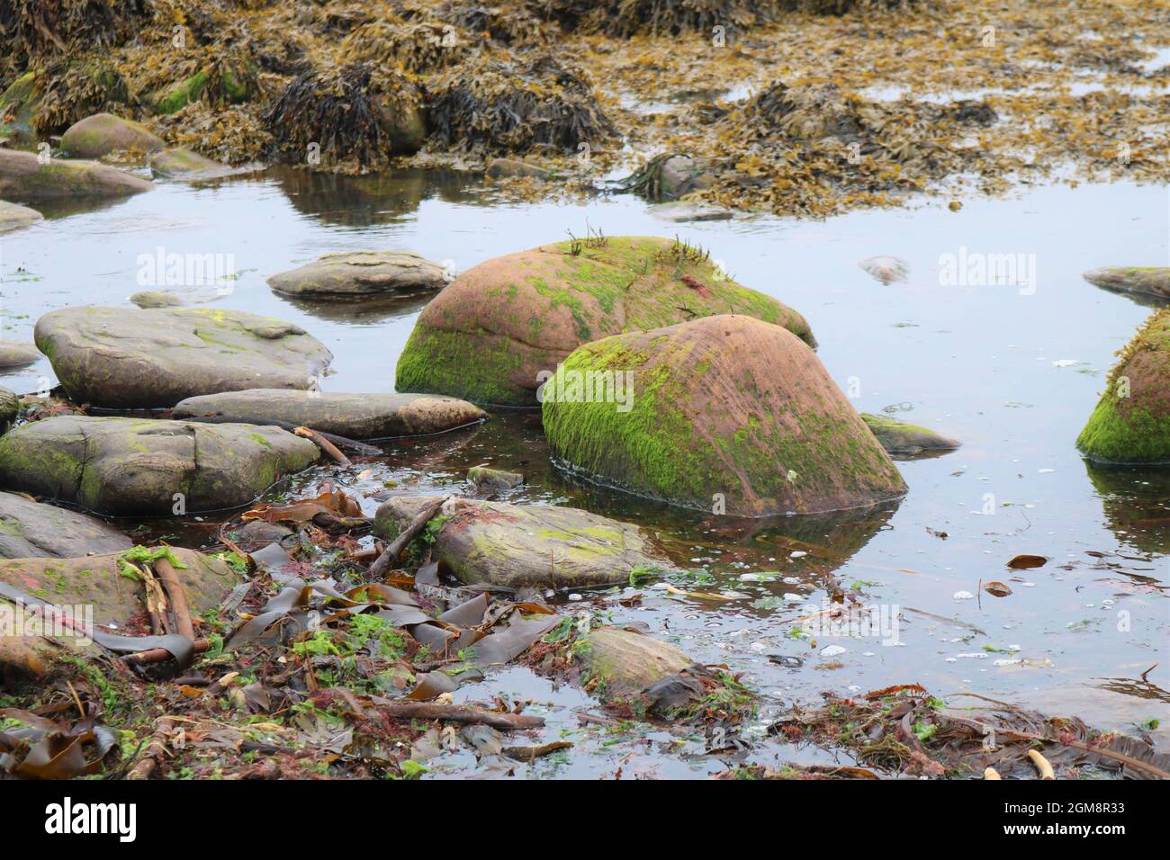 Rock pool on beach with seaweed Stock Photo - Alamy